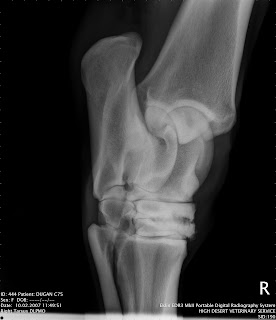 High Desert Veterinary Tales: Fri & Sat Feb 4,5. More on the hock